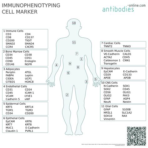 Immunophenotyping Cell Markers Antibodies
