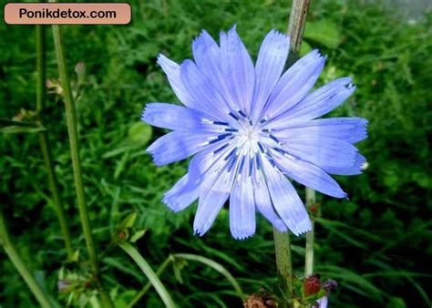 کاسنی چیست؟ از 0 تا 100 خواص و عوارض