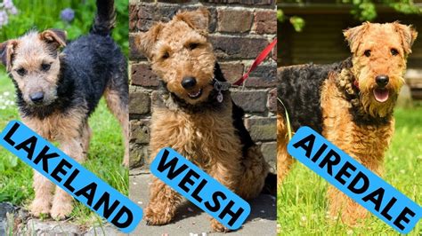 Airedale Terrier Vs Welsh Terrier Cual Es La Diferencia