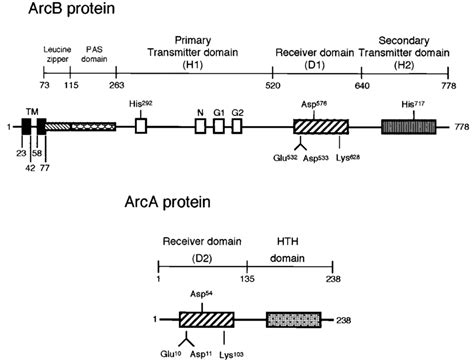 Schematic Representation Of Arcb And Arca Top The N Terminal