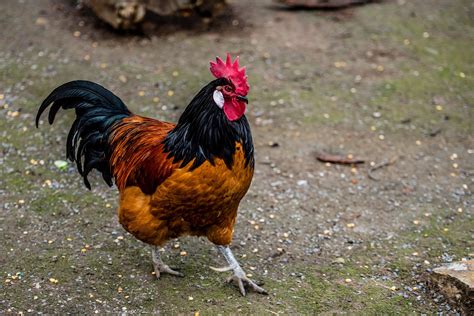 Bird Cock Rooster Free Photo On Pixabay Pixabay