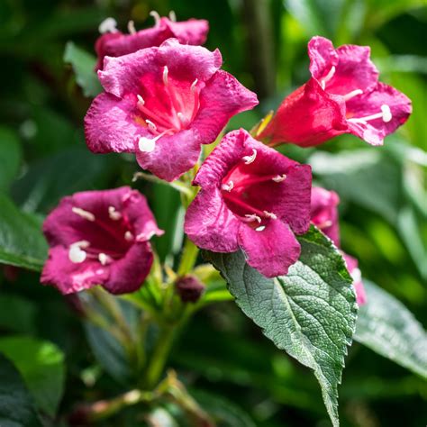 Krzewuszka Bristol Ruby Baza ProduktÓw Krzewy I Sadzonki