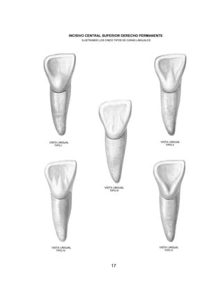 Atlas De Anatomia Dental Odontología Segund Pdf