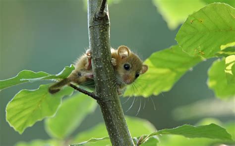 Dormouse Canal Wildlife
