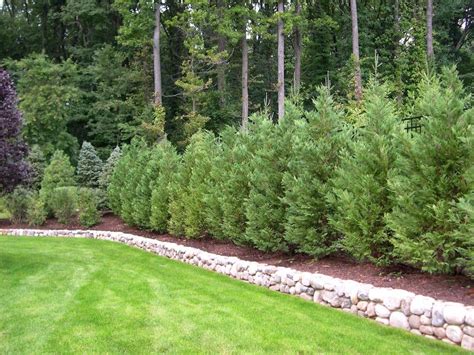 Narrow Evergreen Trees For Year Round Privacy In Small Yards Artofit