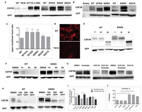 Characterization Of The Leukemogenic Potential Of Distal Cytoplasmic Csf3r Truncation And