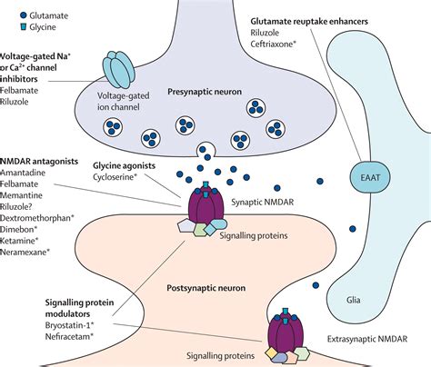Nmda Receptors In Clinical Neurology Excitatory Times Ahead The Lancet Neurology