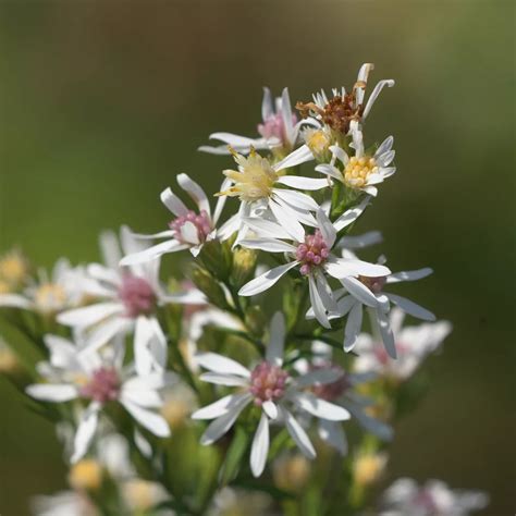 Arrow Leaved Aster Brandywine Native Garden Hub