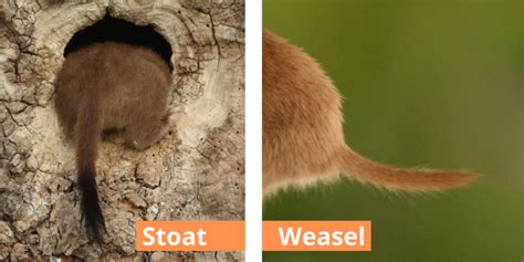 How To Tell The Difference Between A Weasel And A Stoat Robert E Fuller