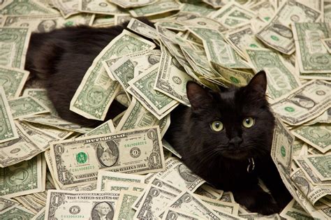 Cashcats Cat Sitting On Money Black Cat Holding Money Black Cat