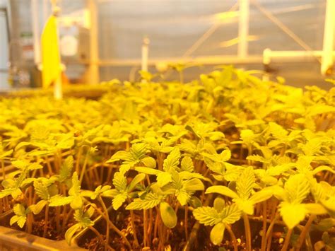 Hempscience Sustainablefuture Prabesh Koirala