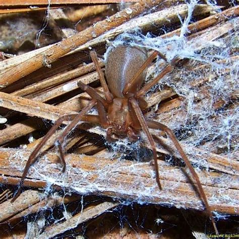 20 Spiders With Big Butts That Cannot Lie