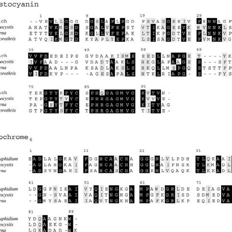 Amino Acid Sequence Alignment Of Cyanobacterial Plastocyanin And
