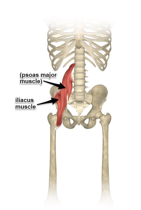 Functions Of The Iliopsoas Muscle Preview 3d Human