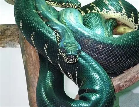 Green Python Life Expectancy