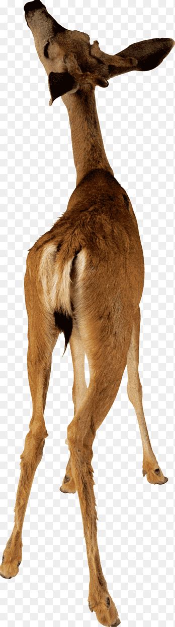 사슴뿔 Png 이미지 Pngegg