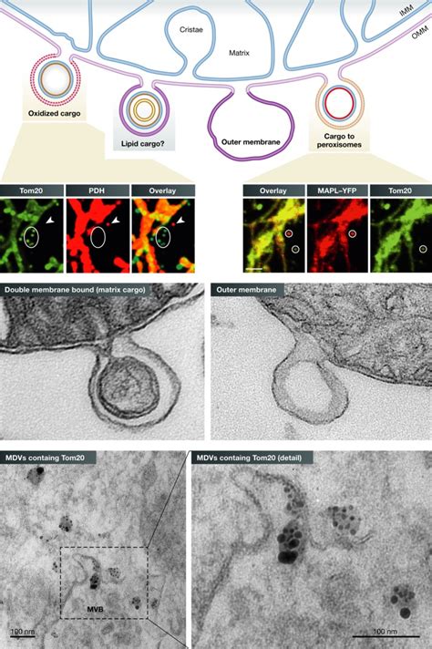 A New Pathway For Mitochondrial Quality Control Mitochondrial Derived Vesicles Pmc
