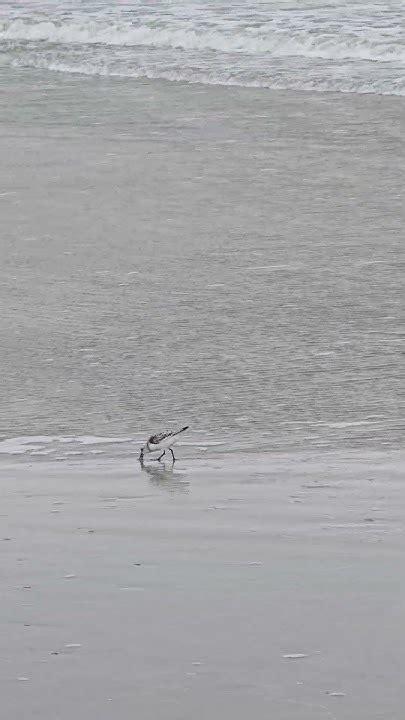 Sanderling Youtube