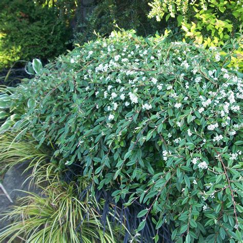 Cotoneaster Sal Repandens Willowleaf Cotoneaster Plants