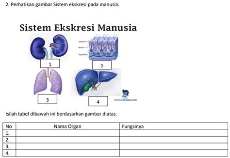 SOLVED: tolong di jawab dgm benar!!! 2. Perhatikan gambar Sistem ekskresi pada manusia Sistem ...