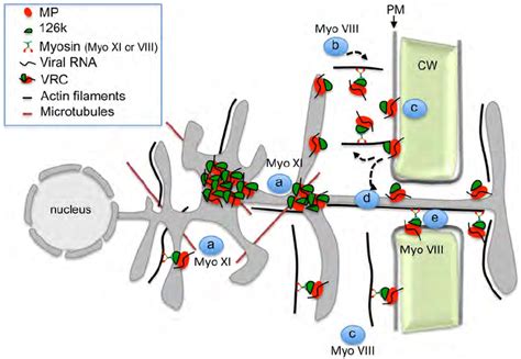 Model Illustrating The Role Of The Actomyosin System In The Intra And