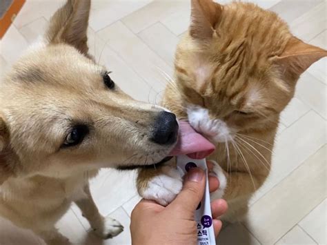 더쿠 강아지 고양이 혀 크기 차이