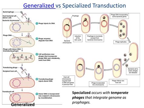 Ppt Bacterial Genome And Variations Powerpoint Presentation Free Download Id1901262