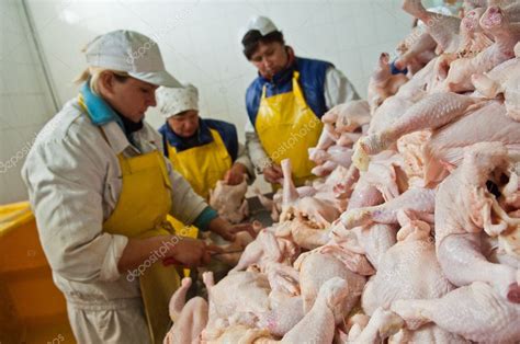 Poultry Processing In Food Industry Stock Editorial Photo