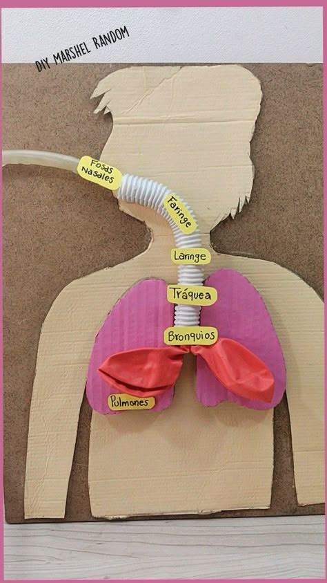 Dibujos Y Esquemas Sistema Respiratorio Para Niños Sistema Respiratorio Humano Sistema Del