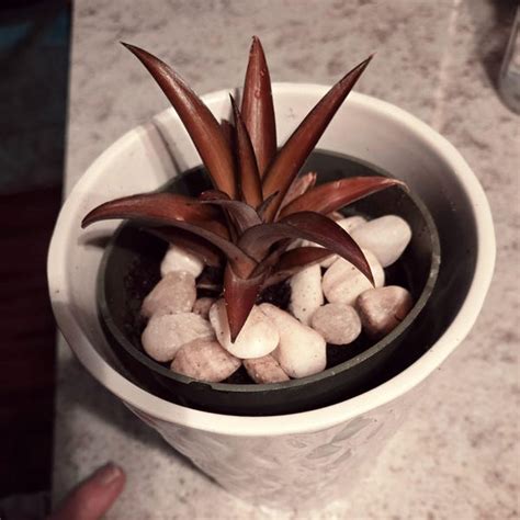 Copper Leaf Plant Acalypha Wilkesiana Live Plant Same Day Shipping