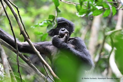 Reports On Save Endangered Bonobos In The Congo Rainforest Globalgiving
