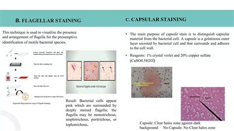 Gram Stainning Pptx