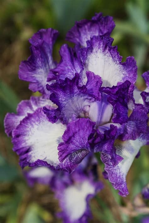 Beautiful Iris Lilly At The Giardino Delll`iris In Florence Italy Stock