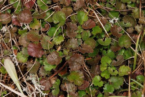 Gunnera Monoica Gunneraceae