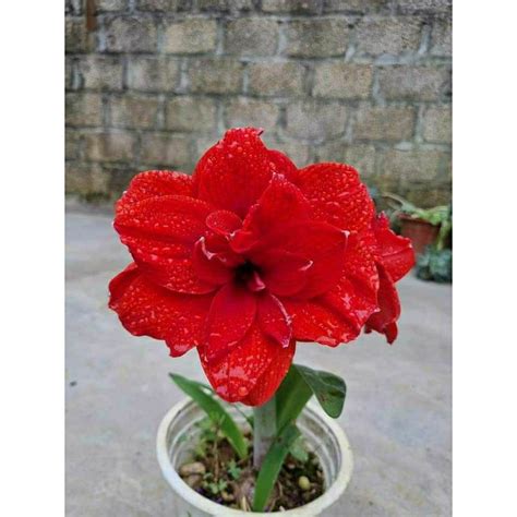 Củ Lan Huệ Hoa đỏ Kép Double Dra Gon Size 2 25 Cm Shopee Việt Nam