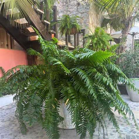 Hotel Casa Don Luis Cap Cana By Faranda Boutique Updated 2025 Reviews Dominican Republic