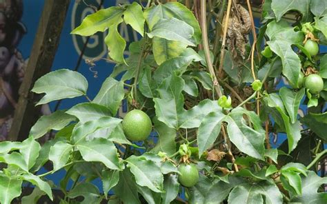 How To Grow Passion Fruit In Australia