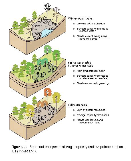 History Of Wetlands In The Conterminous United States
