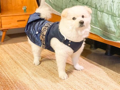 찐리뷰 우리 강아지 견생샷 만들어줄 명절 선물 펫띵 강아지 한복