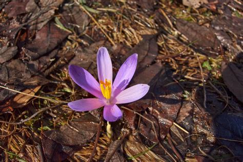 รูปภาพviollet เลือกดูภาพถ่ายสต็อก เวกเตอร์ และวิดีโอ242 Adobe Stock