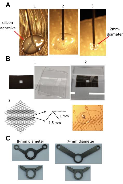 Calcium Imaging In Mouse Superior Colliculus