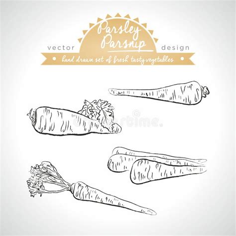 Parsnip Vegetables Stock Illustrations 509 Parsnip Vegetables Stock Illustrations Vectors
