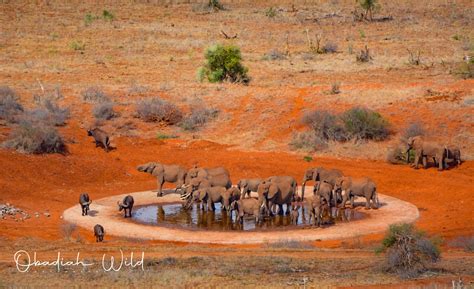 Wildlife Conservation Community And Wildlife Conservation