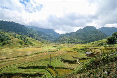 Rice Fields On Terraced Of Sapa Vietnam Stock Image Image Of Green