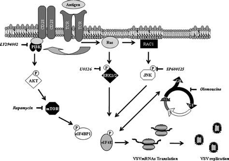 Schematic Diagram Illustrating The Signaling Pathways That Impact Vsv