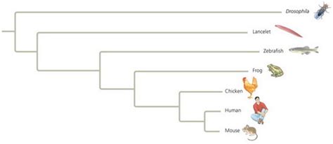 Biology 102 Chapter 26 And 27 Flashcards Quizlet