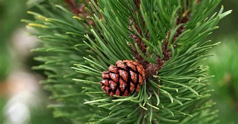 ما هي فوائد الصنوبر؟