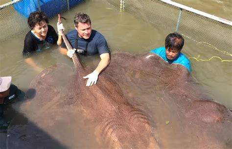 Giant Freshwater Stingray River Monsters Unbelievable Technique Big