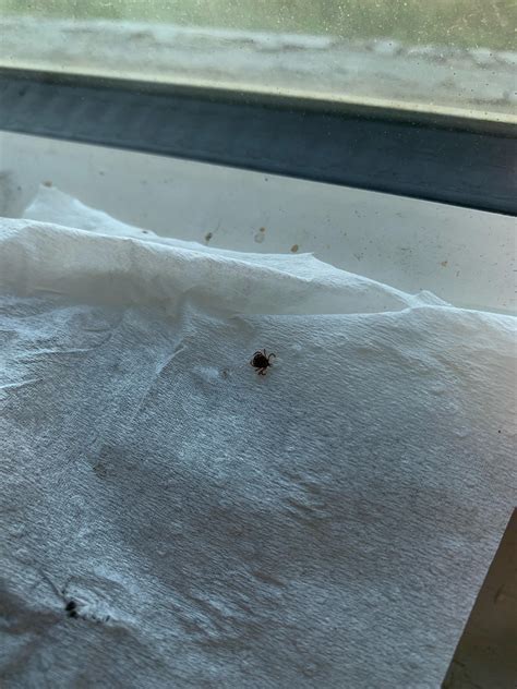 Do Bed Bugs Hold On Like Ticks