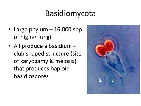 Basidiomycotina Pptx